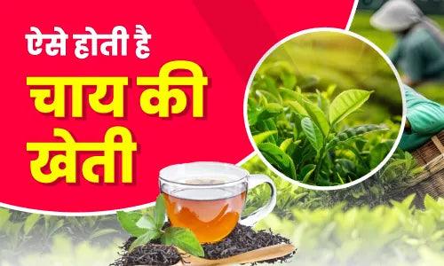 Chai Ki Kheti: चाय की खेती की सम्पूर्ण जानकारी – BharatAgri Krushi Dukan