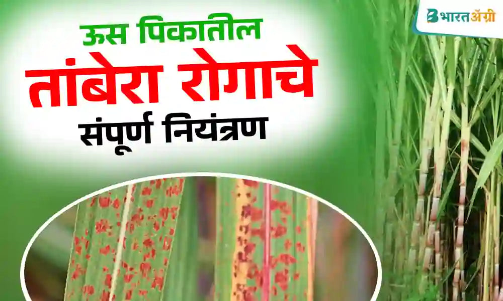 sugarcane rust control: ऊस पिकातील तांबेरा रोगाचे संपूर्ण नियंत्रण ...