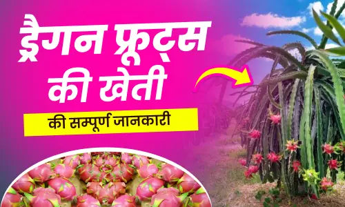 Dragon Fruit Ki Kheti: ड्रैगन फ्रूट्स की खेती की सम्पूर्ण जानकारी ...