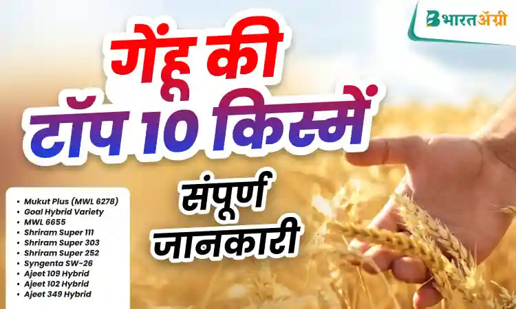 Gehu Ki Variety: गेहू की टॉप 10 किस्मो की सम्पूर्ण जानकारी – BharatAgri ...