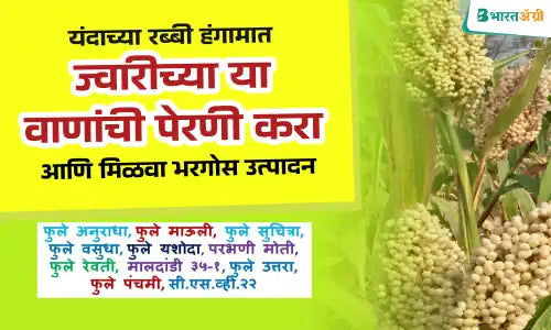 jowar variety: रब्बी हंगामात ज्वारीच्या पेरणीसाठी बेस्ट वाणांची नावे ...