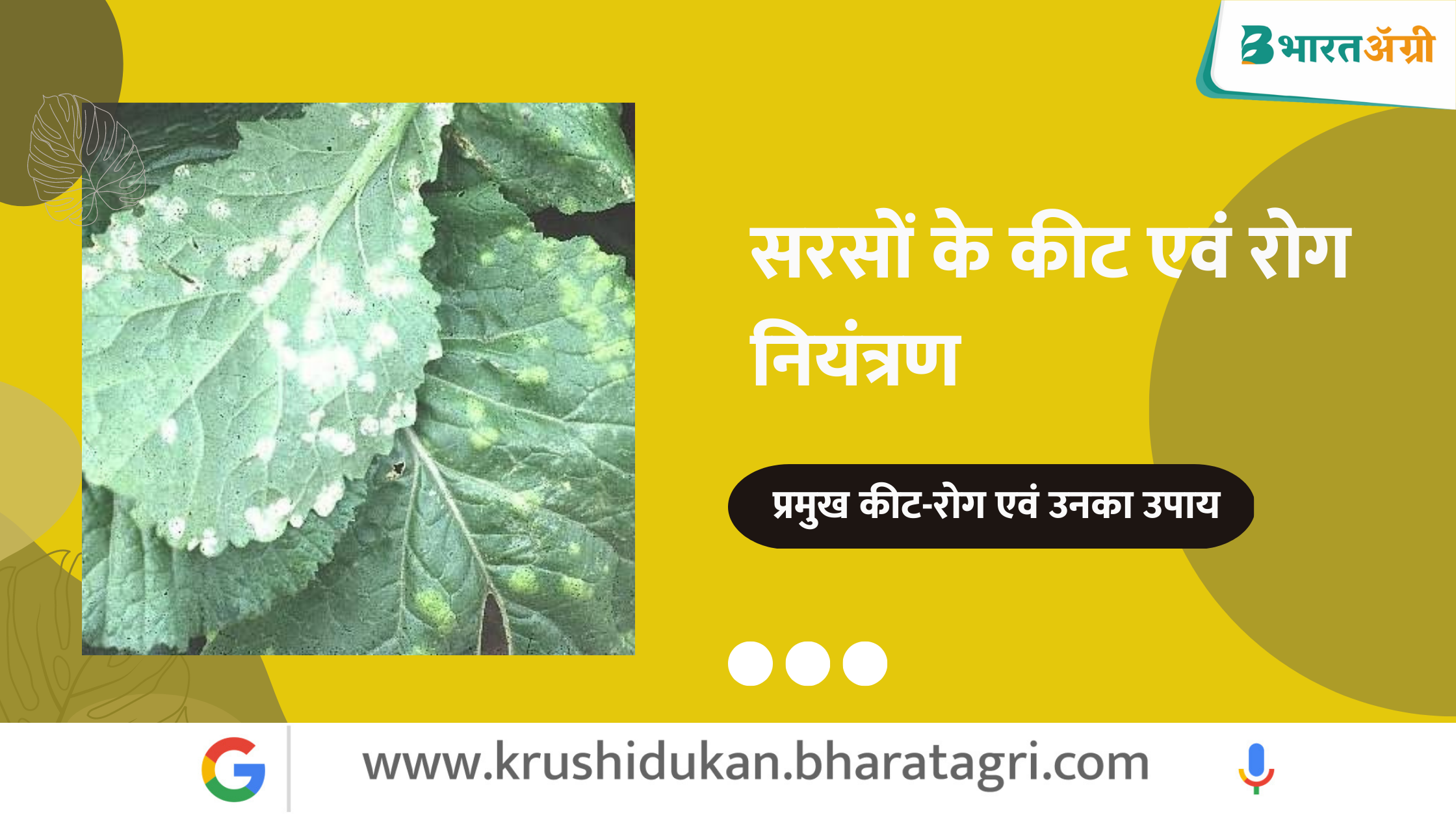 सरसों के प्रमुख कीट एवं रोग | Mustard Pests & Diseases Detail in Hindi ...