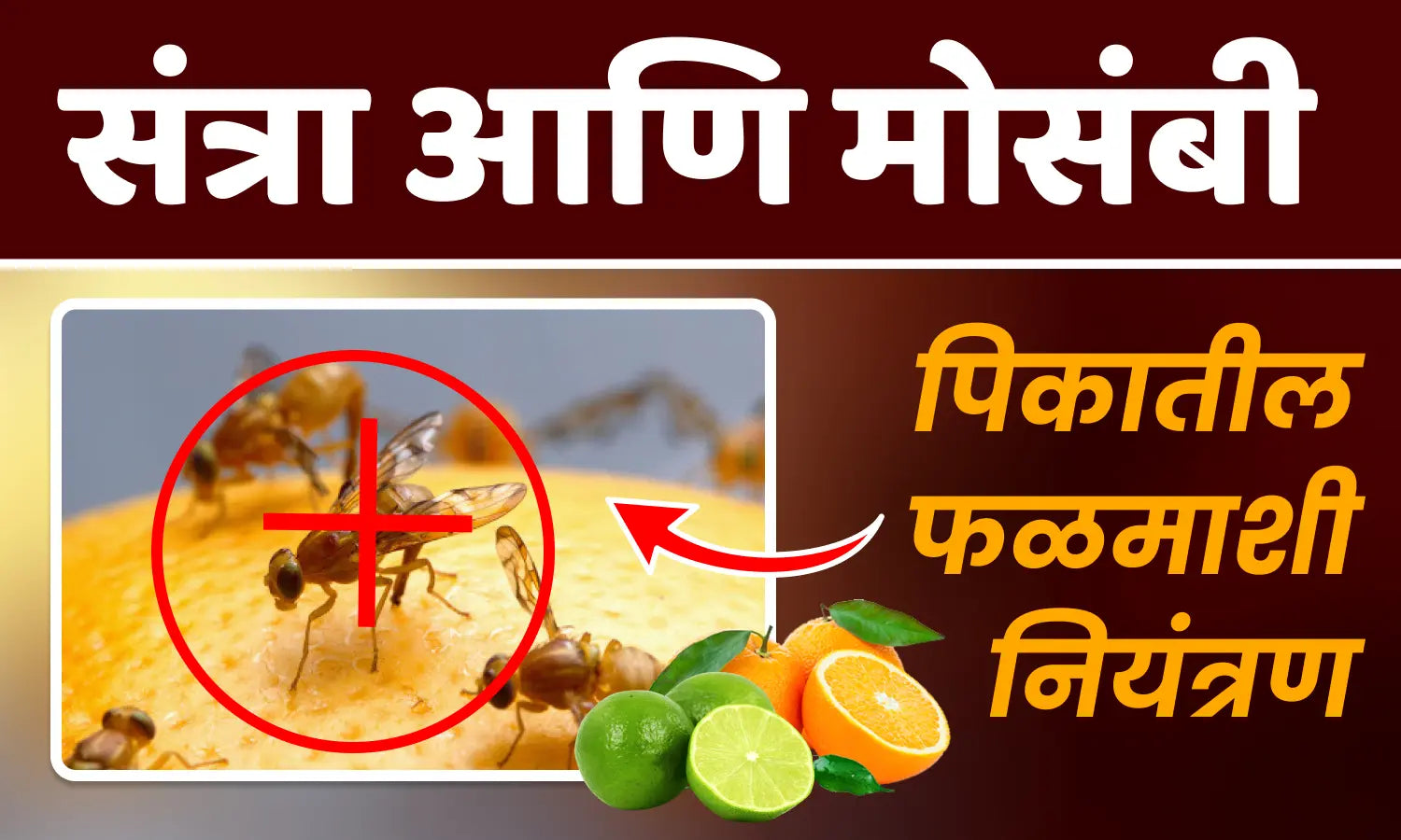 fruit fly : संत्रा आणि मोसंबी पिकातील फळमाशी नियंत्रण – BharatAgri ...