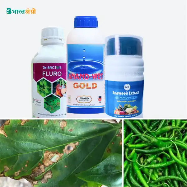 Chilli Suraksha Kit -Bacterial Blight | Free Home Delivery – BharatAgri ...