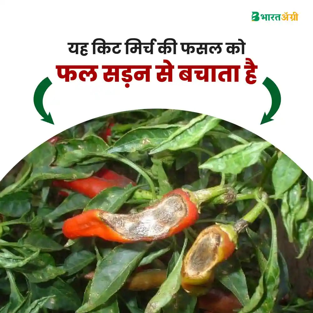 Chilli Fruit Rot Suraksha | मिर्च फल सड़न सुरक्षा किट | Free Delivery ...