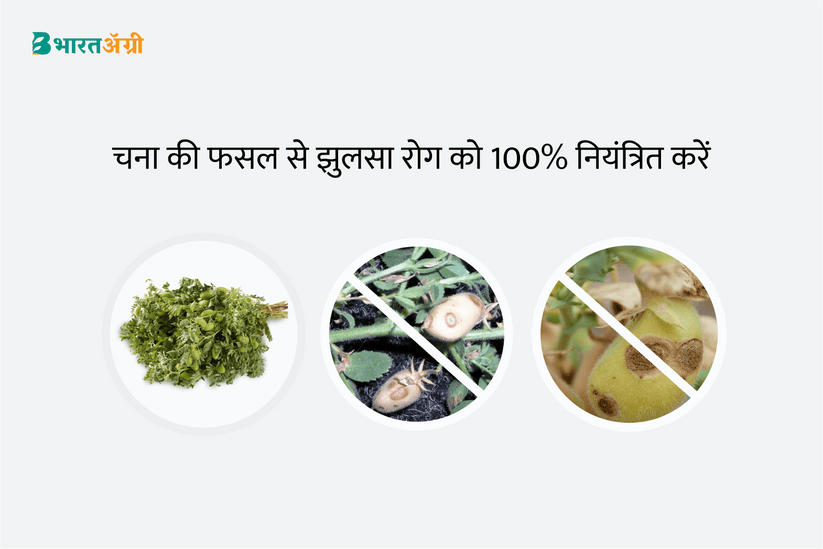 Chickpea Suraksha Kit - Blight – BharatAgri Krushi Dukan